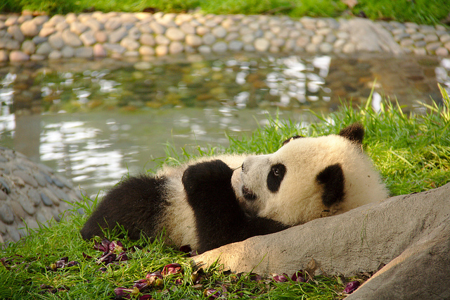 5. Chengdu Pandas – Aussie on the Road
